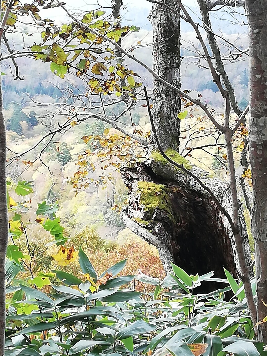 🍁神居尻山 / aripapaさんの神居尻山・ピンネシリの活動データ | YAMAP / ヤマップ