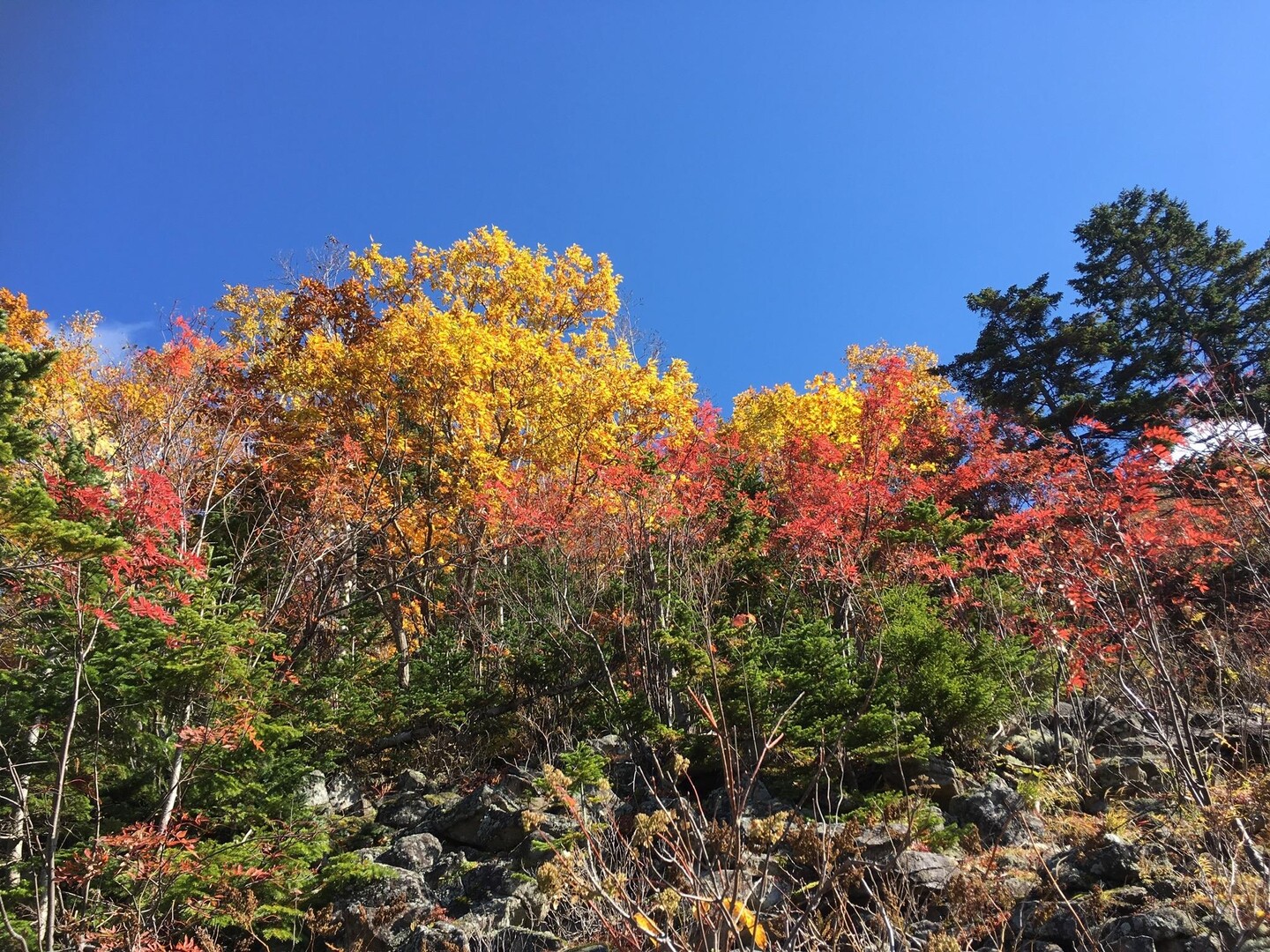 手稲山 2018-10-13 / steepbrewさんの手稲山・奥手稲山の活動データ | YAMAP / ヤマップ