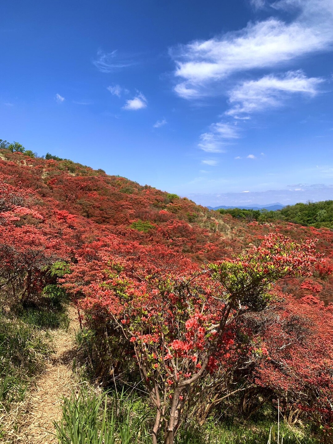 GW2024•妻と行く😆大和葛城山『一目百万本』の🌺ツツジ🌺早かったけどGood👍 / ヒデブーさんの葛城古道の活動データ | YAMAP / ヤマップ