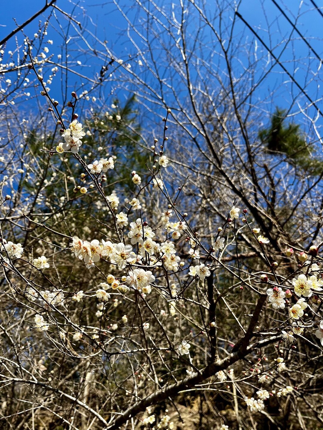 物見山・猿投山 / Mimiさんの猿投山・物見山の活動データ | YAMAP / ヤマップ