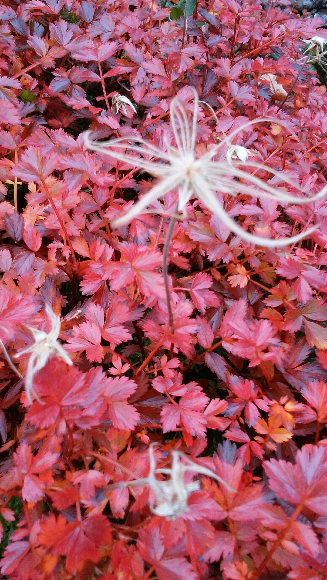 ガスの上ホロ、富良野岳 / noriGさんの十勝岳・富良野岳・美瑛岳の活動データ | YAMAP / ヤマップ