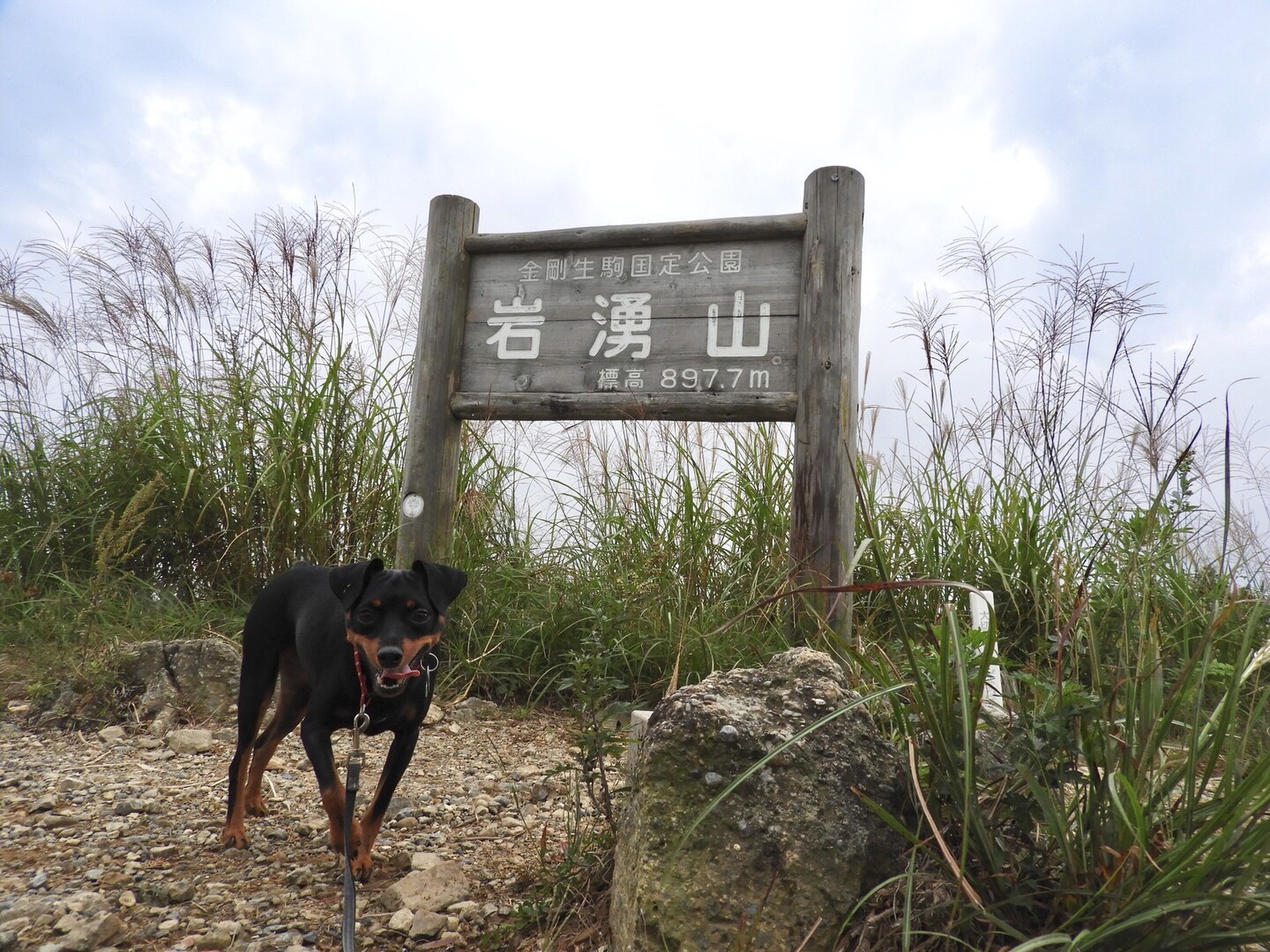 岩湧山で、コロちゃん山デビュー！ / hikaさんの岩湧山・一徳防山・三石山の活動データ | YAMAP / ヤマップ