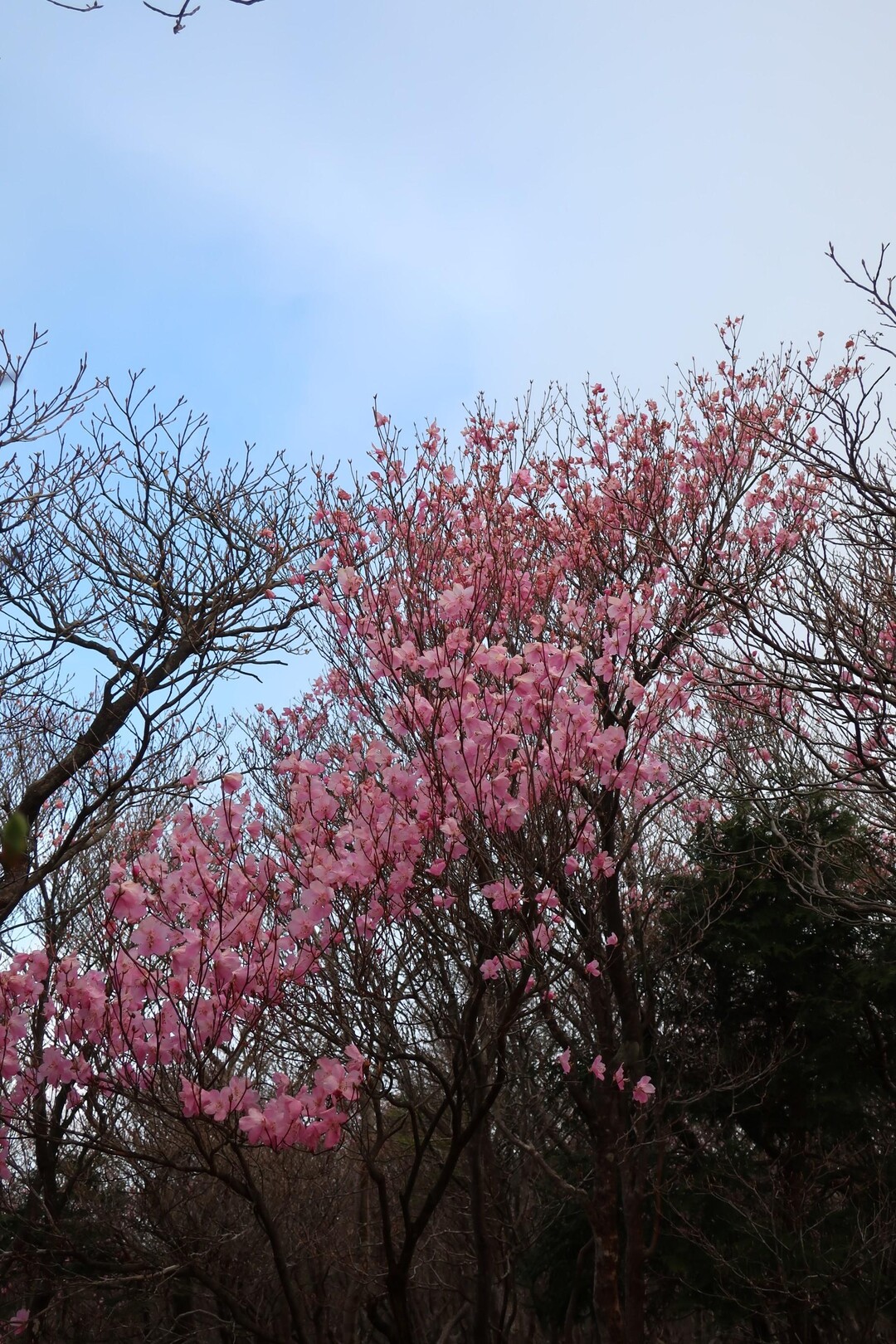 ちょっと楽して武平峠駐車場から御在所岳・国見岳・雨乞岳を周回 / Heart Goldさんの御在所岳（御在所山）・雨乞岳の活動データ | YAMAP / ヤマップ
