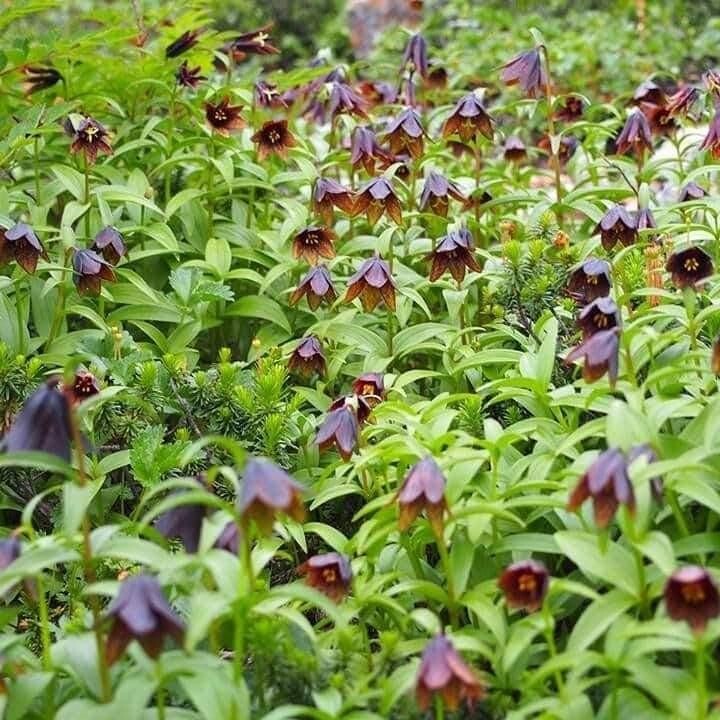 蔵出しPhoto 白山お花松原のクロユリ... / 天ぷらケンジJyJyさんのモーメント | YAMAP / ヤマップ