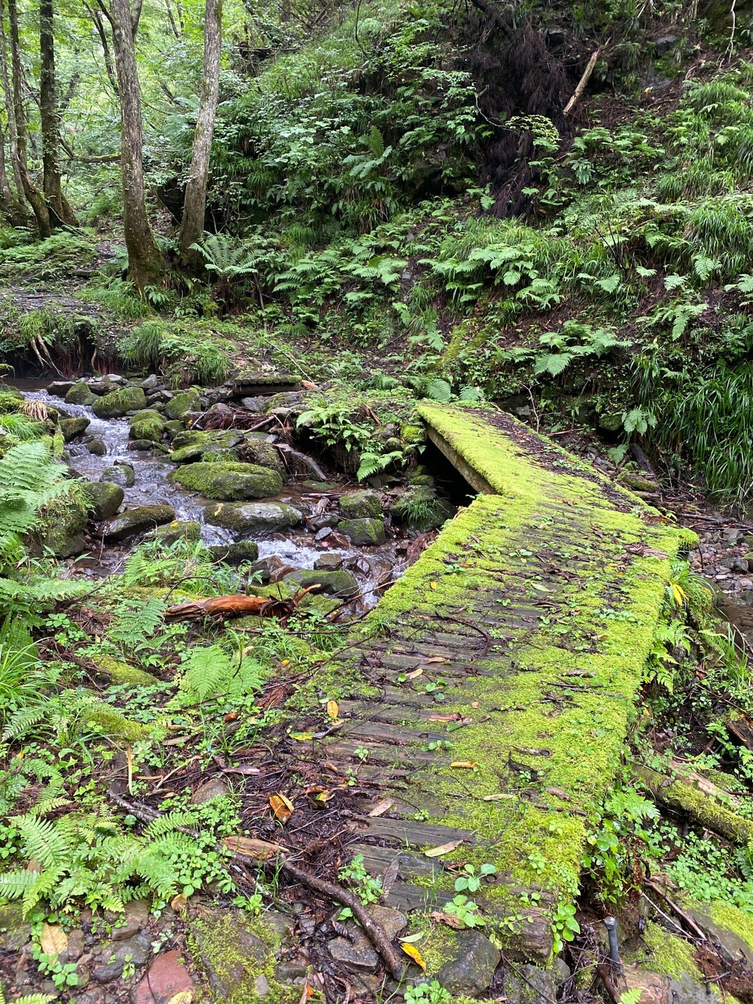 Allyさんの投稿したフィールドメモ | YAMAP / ヤマップ