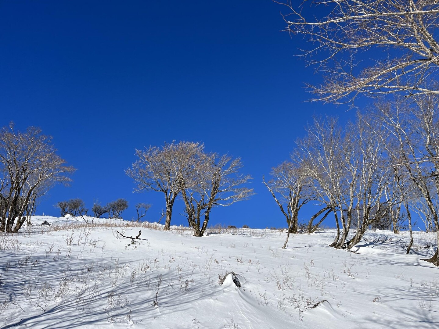 藤原岳 / yo-suke 925さんの藤原岳・御池岳の活動データ | YAMAP / ヤマップ