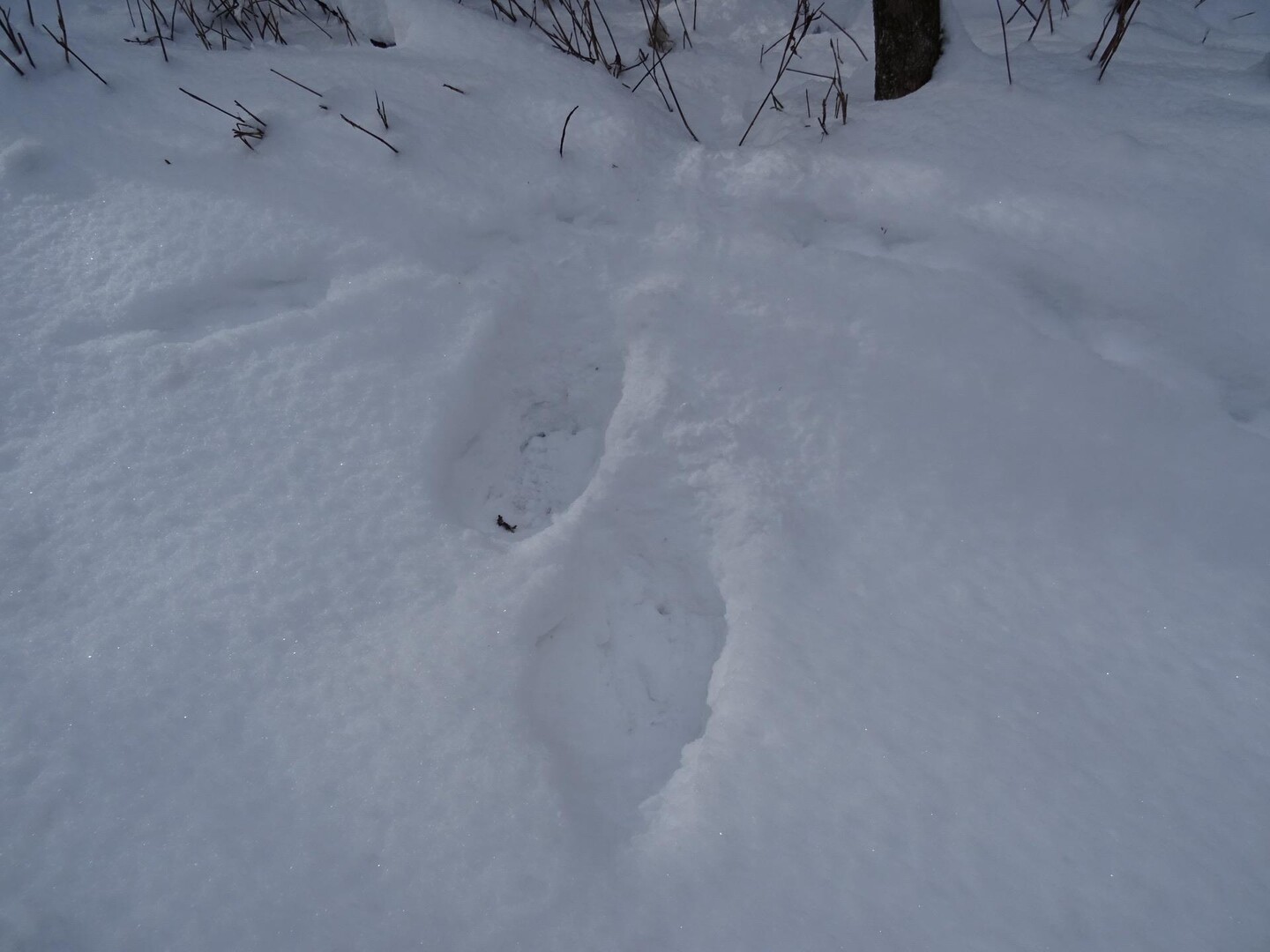 紋別山(大山) 羆の足跡🐻 / E-myさんのウエンシリ岳の活動データ | YAMAP / ヤマップ