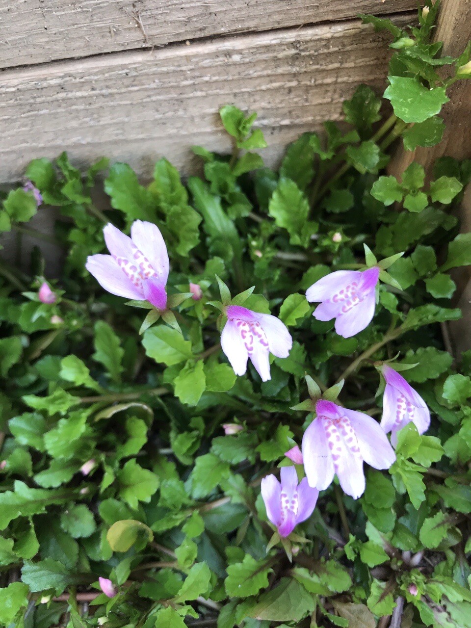 庭も春らしくなってきました ①サギゴケ ... / TAKUMIさんのモーメント | YAMAP / ヤマップ