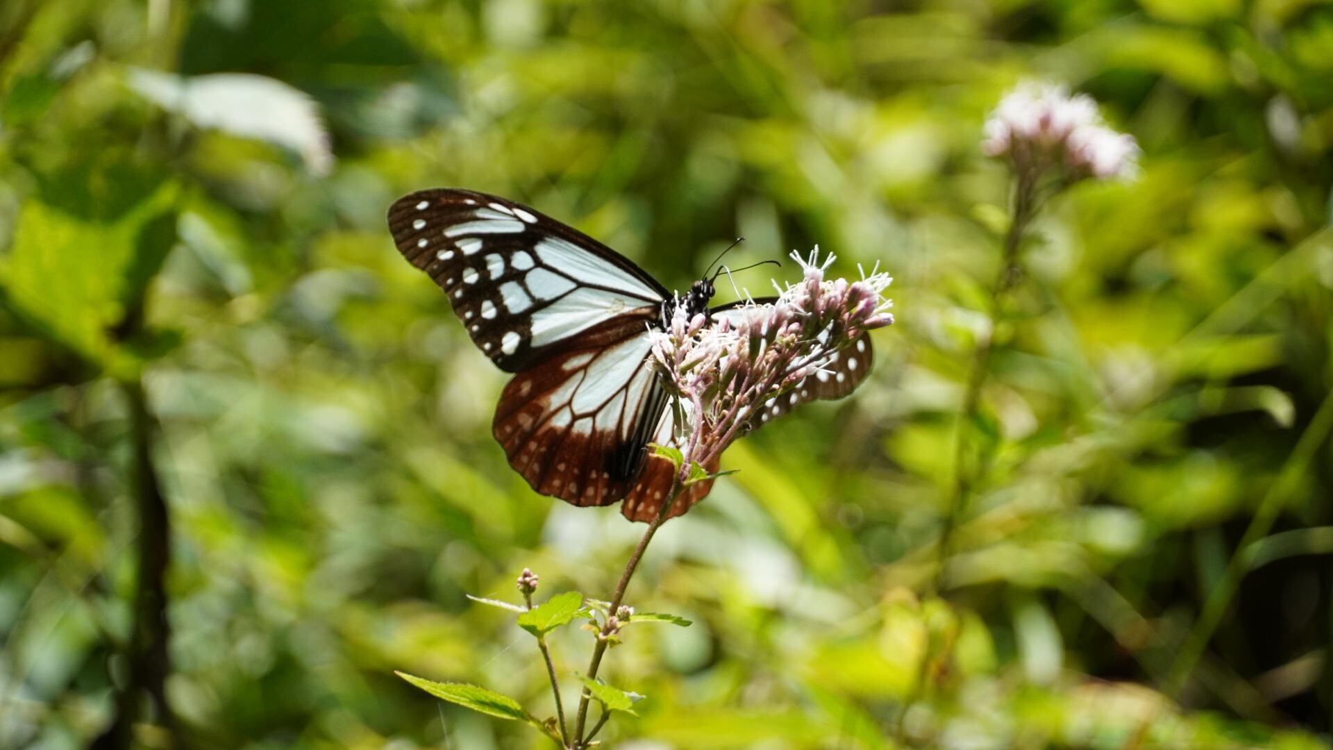 嶽山 / yamap_okaさんの嶽山・若山・四熊ヶ岳の活動データ | YAMAP / ヤマップ