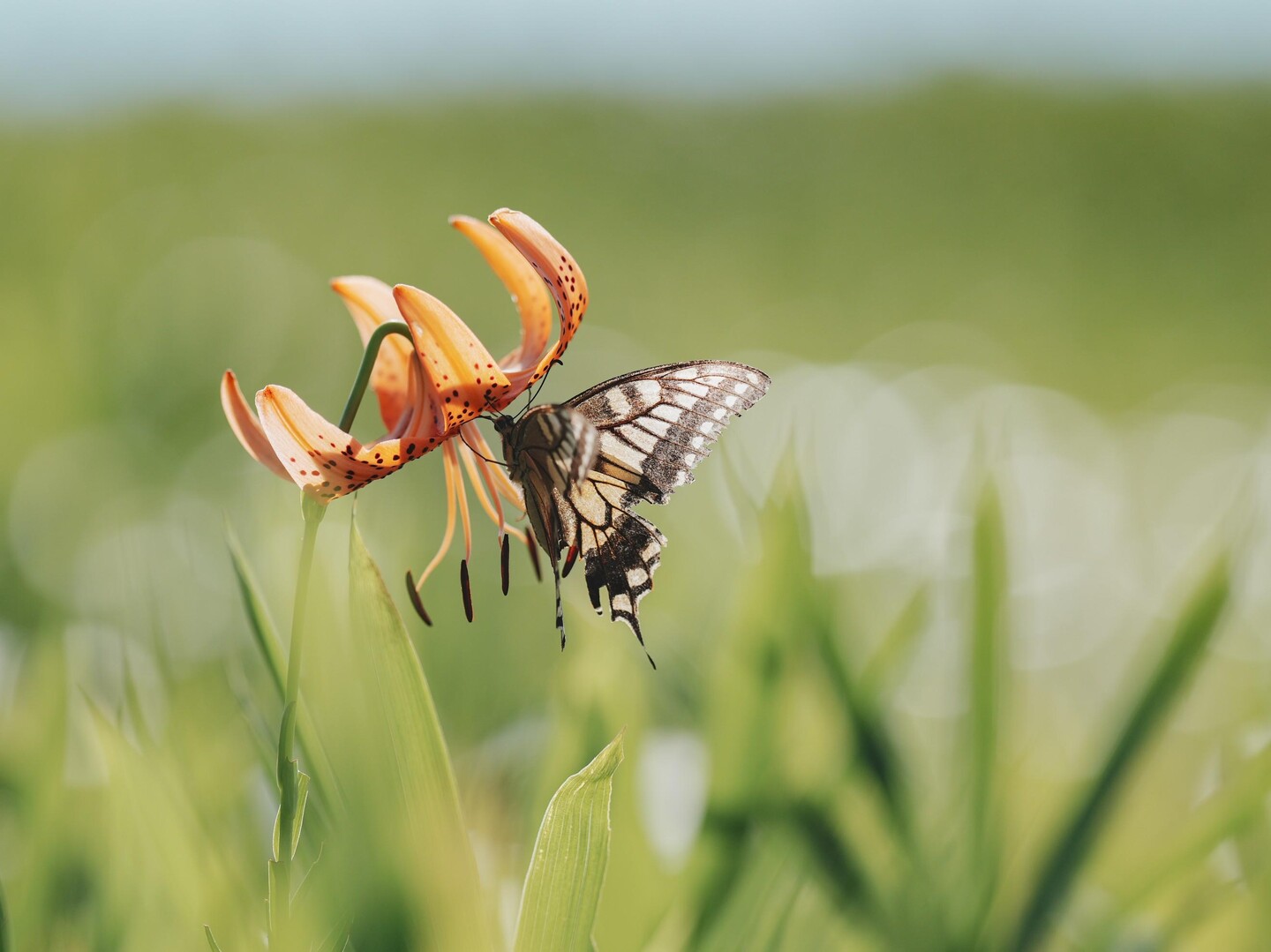 大和葛城山・金剛山・葛木岳・湧出岳 / おにぎりさんの金剛山・二上山・大和葛城山の活動データ | YAMAP / ヤマップ