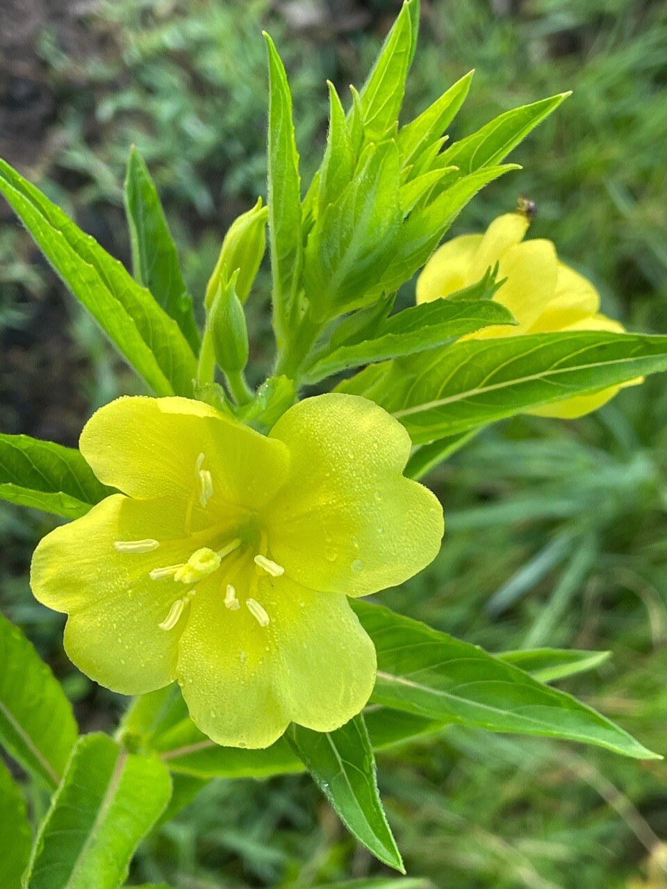 お花便りvol.23 月見草の鮮やかな黄... / kaizaさんのモーメント | YAMAP / ヤマップ