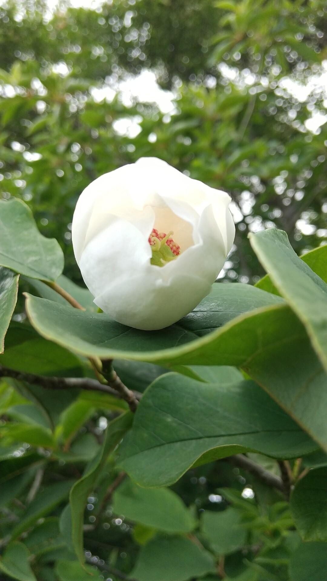 水後山・鎌ヶ峰・大日ヶ岳 / めぐさんの大日ヶ岳・毘沙門岳の活動データ | YAMAP / ヤマップ