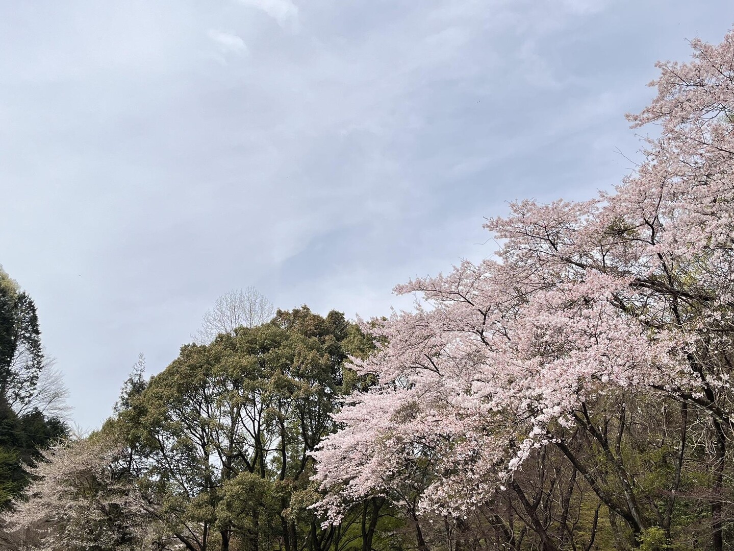 金比羅山・明王山・迫間山 / nobicoさんの各務原アルプス（関南アルプス）・八木三山の活動データ | YAMAP / ヤマップ
