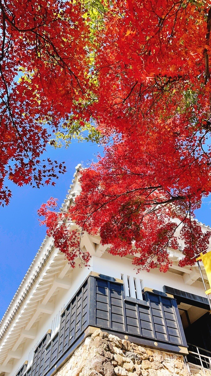 金華山 紅葉バッチリです！ / ウルトラスケートさんのモーメント | YAMAP / ヤマップ