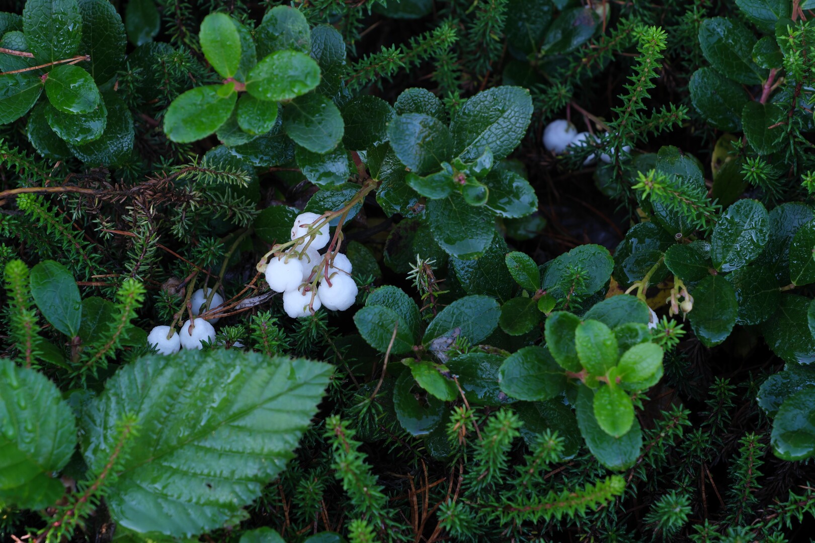 刈田岳・熊野岳（大黒天より）20241001 / 森のふくろうさんの蔵王山・雁戸山・不忘山の活動データ | YAMAP / ヤマップ