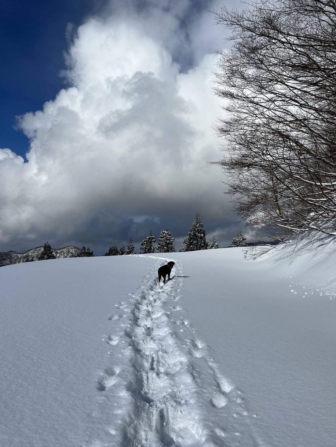 城前峠まで林道さんぽ / piroさんの立山・雄山・浄土山の活動データ | YAMAP / ヤマップ