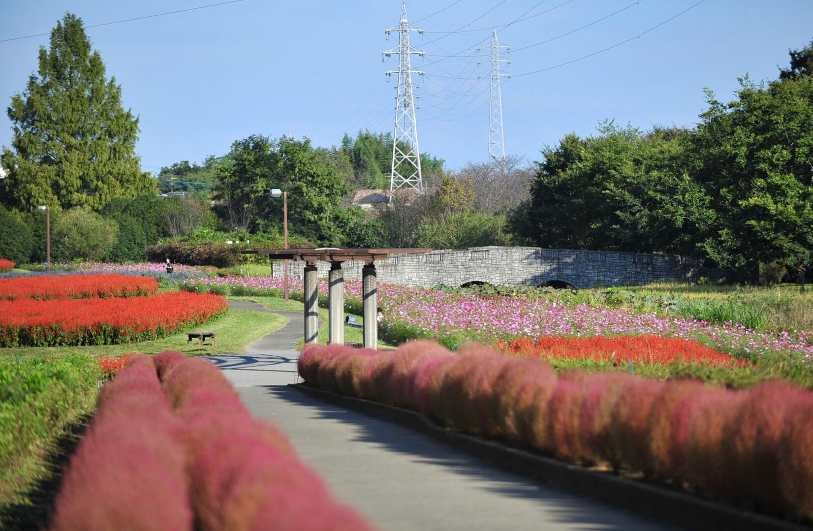 大宮花の丘農林公苑で花んぽ 秋の可愛い詰... / aka'akaさんのモーメント | YAMAP / ヤマップ