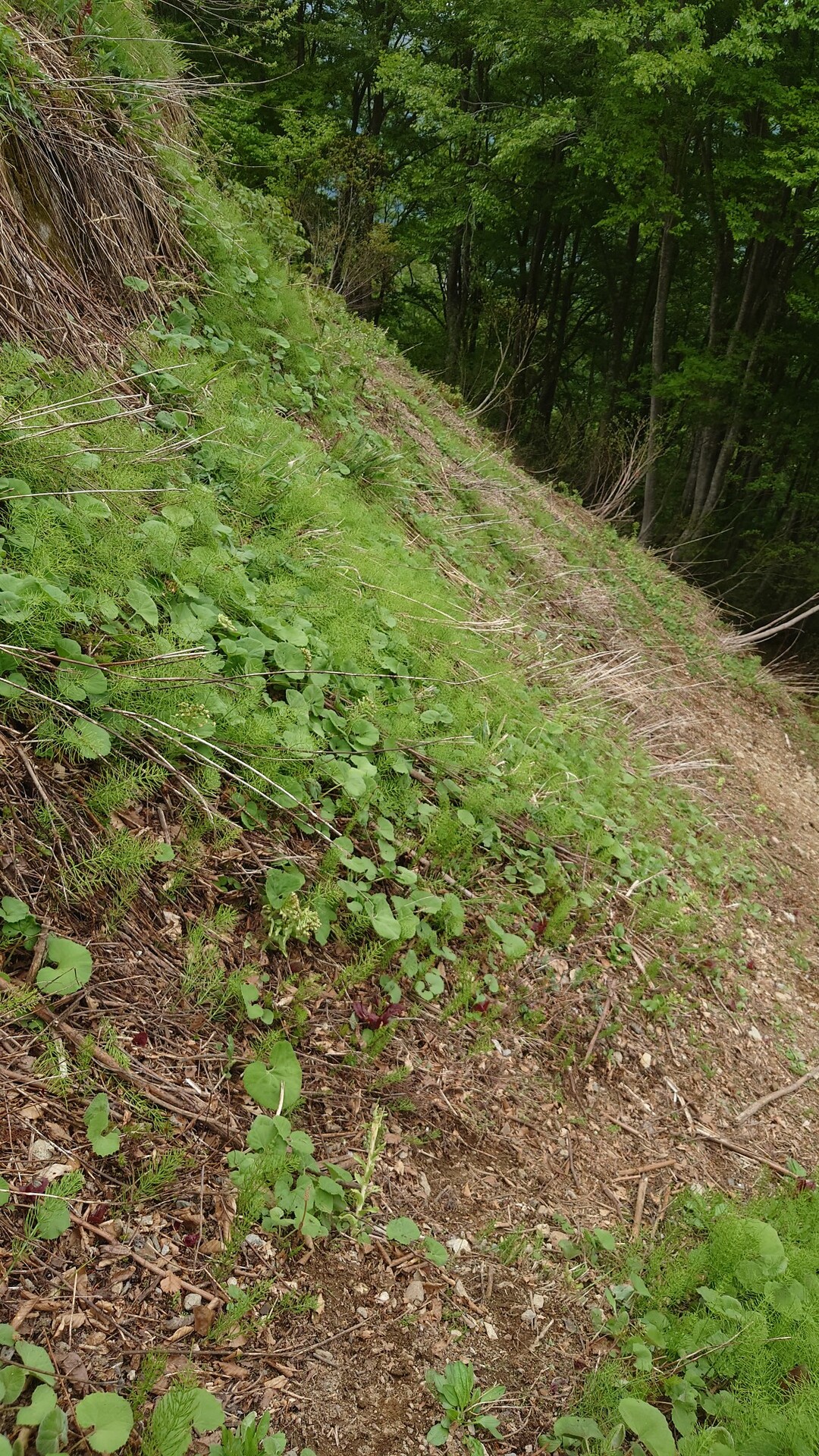 ヒレカツさんの投稿したフィールドメモ | YAMAP / ヤマップ