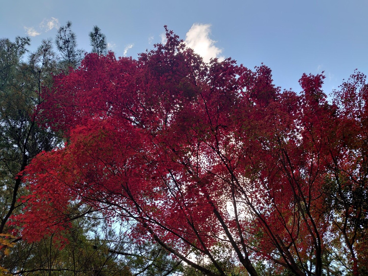 masaのページ | YAMAP / ヤマップ