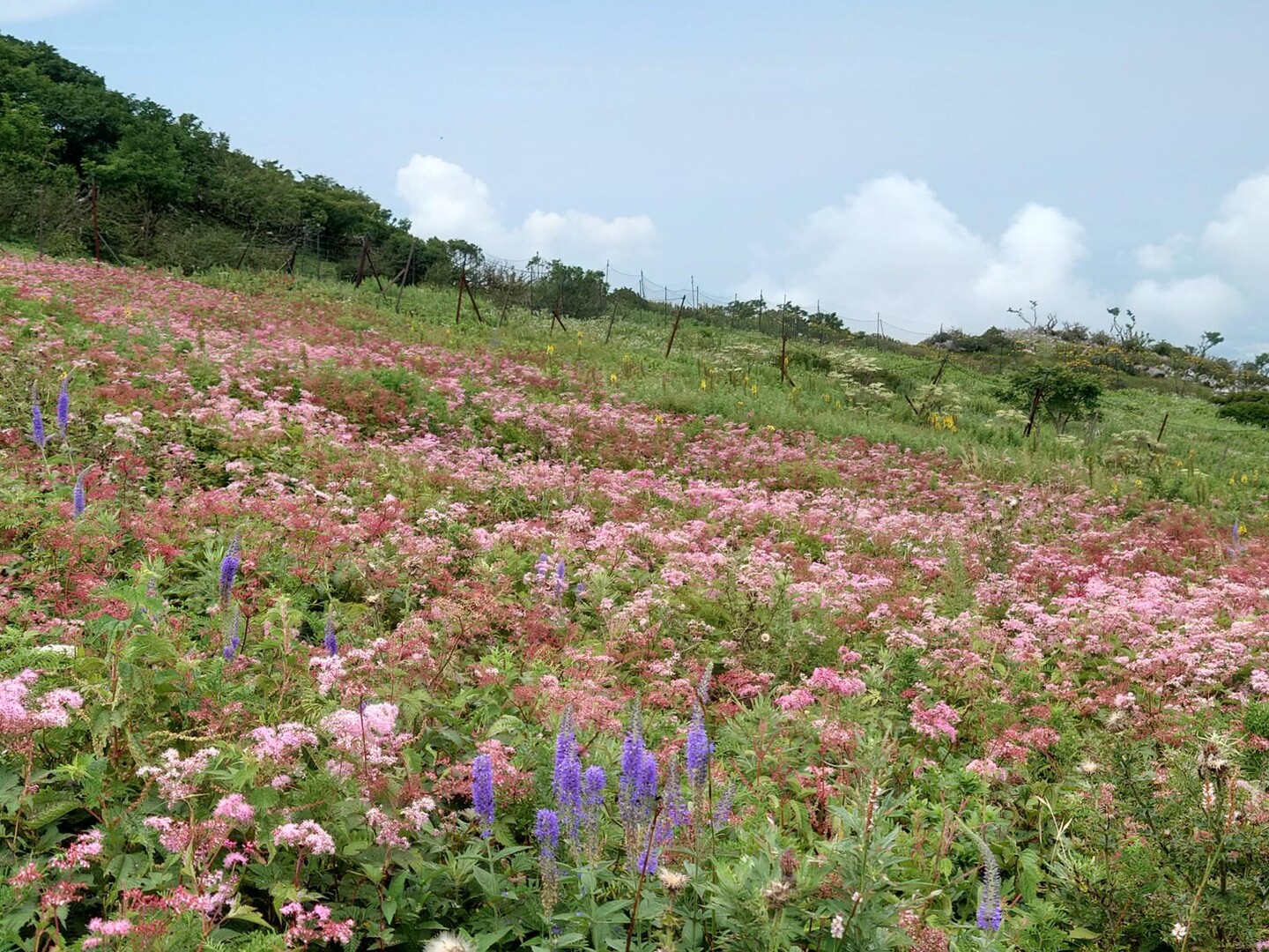 伊吹山へ避暑ハイク / 三河人さんの伊吹山・伊吹高原・御座峰の活動データ | YAMAP / ヤマップ