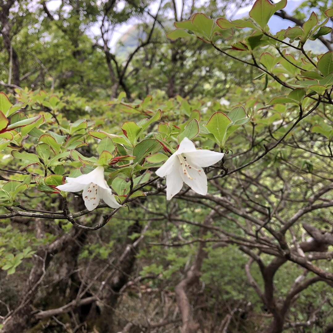 手箱山のシロヤシオ / 883XLerさんの筒上山・手箱山の活動日記 | YAMAP / ヤマップ