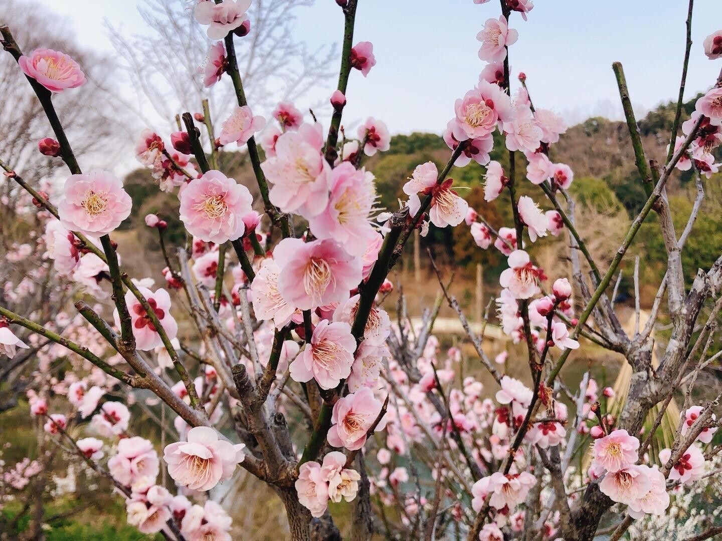 七国山と薬師池公園の梅まつり / kiyoさんの七国山の活動データ | YAMAP / ヤマップ