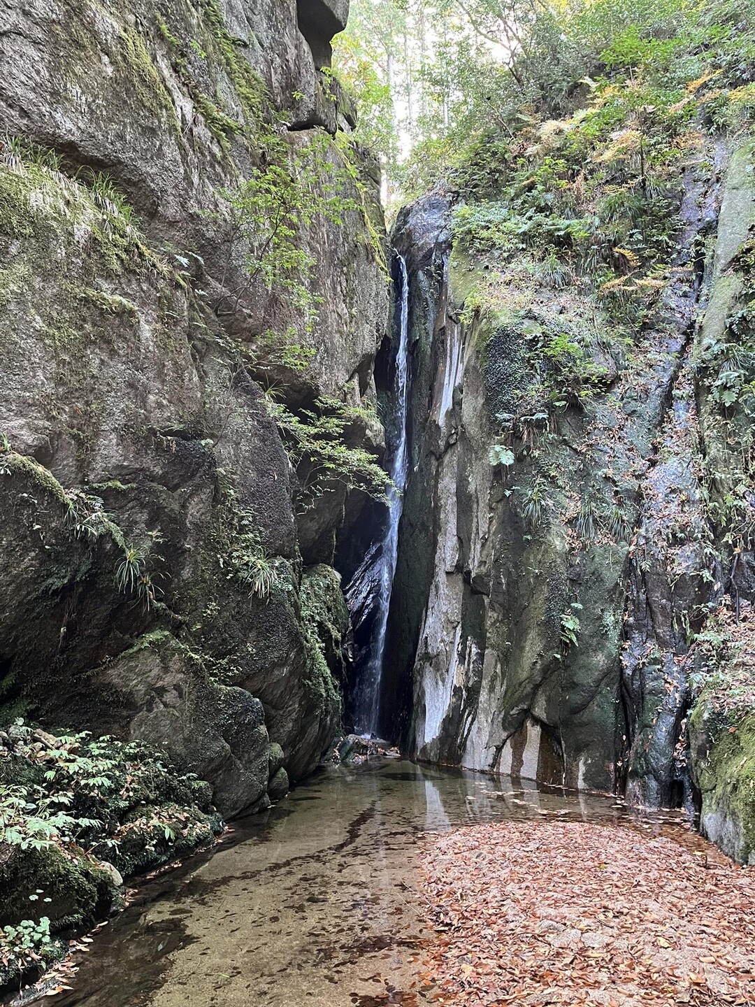 中国100名山-38座 玉峰山 / カタカムナさんの船通山・玉峰山の活動データ | YAMAP / ヤマップ