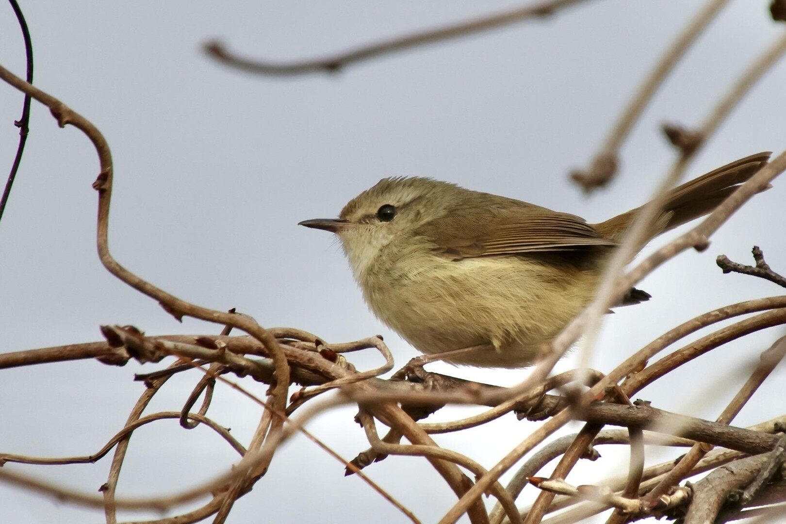 初めて撮ったわ🤩ウグイス？ / GONKEさんの宇部市の活動データ | YAMAP / ヤマップ
