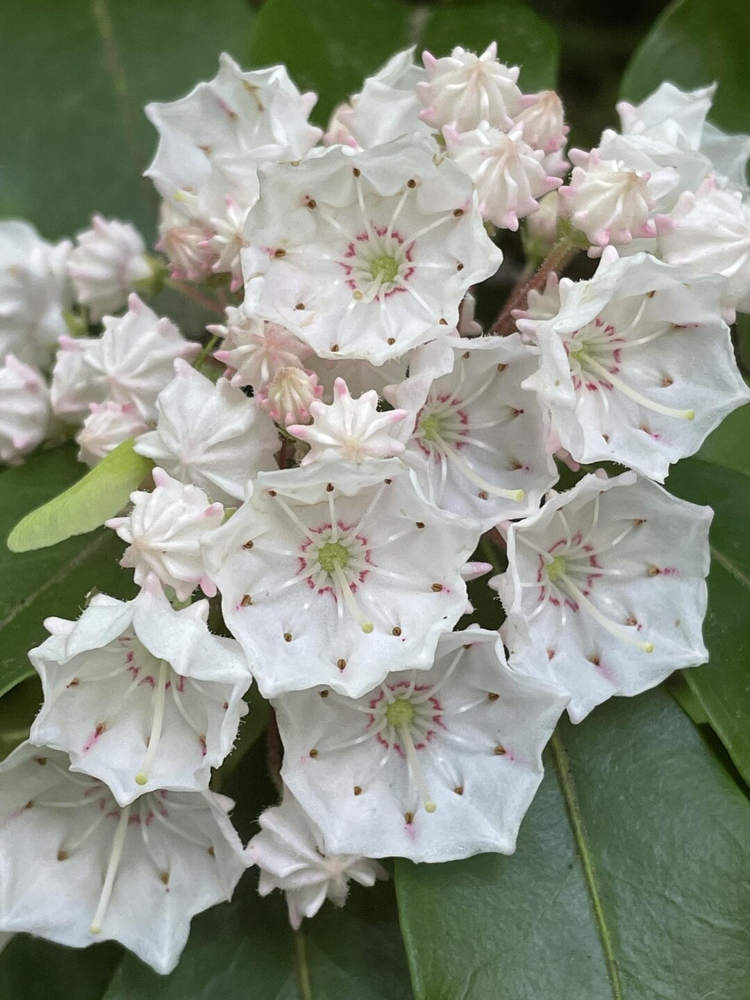 高尾山⇄陣馬山👺🐎 / SHOJIさんの高尾山・陣馬山・景信山の活動データ | YAMAP / ヤマップ