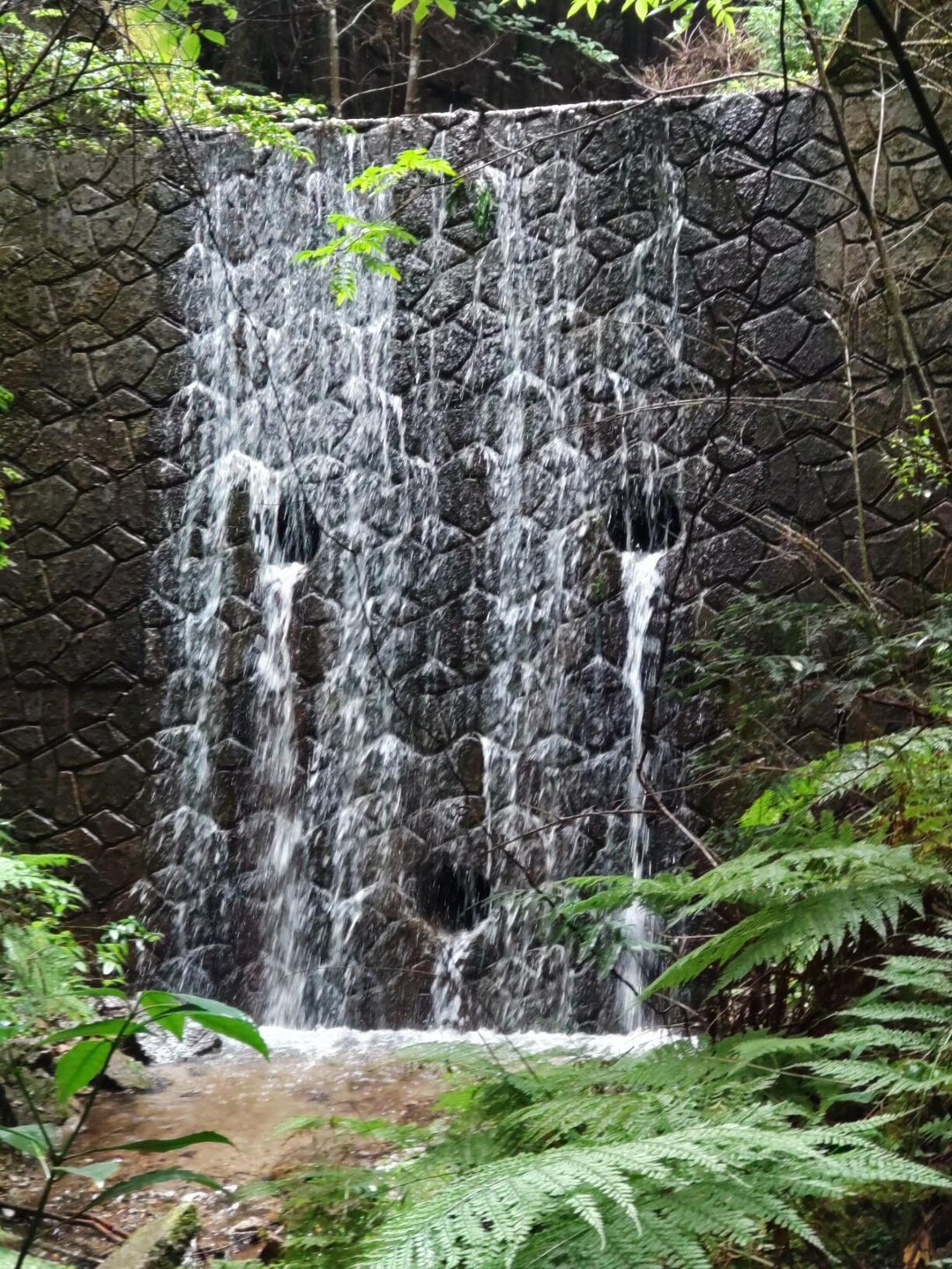 雨上がりの金剛山 / T64さんの金剛山・二上山・大和葛城山の活動データ | YAMAP / ヤマップ