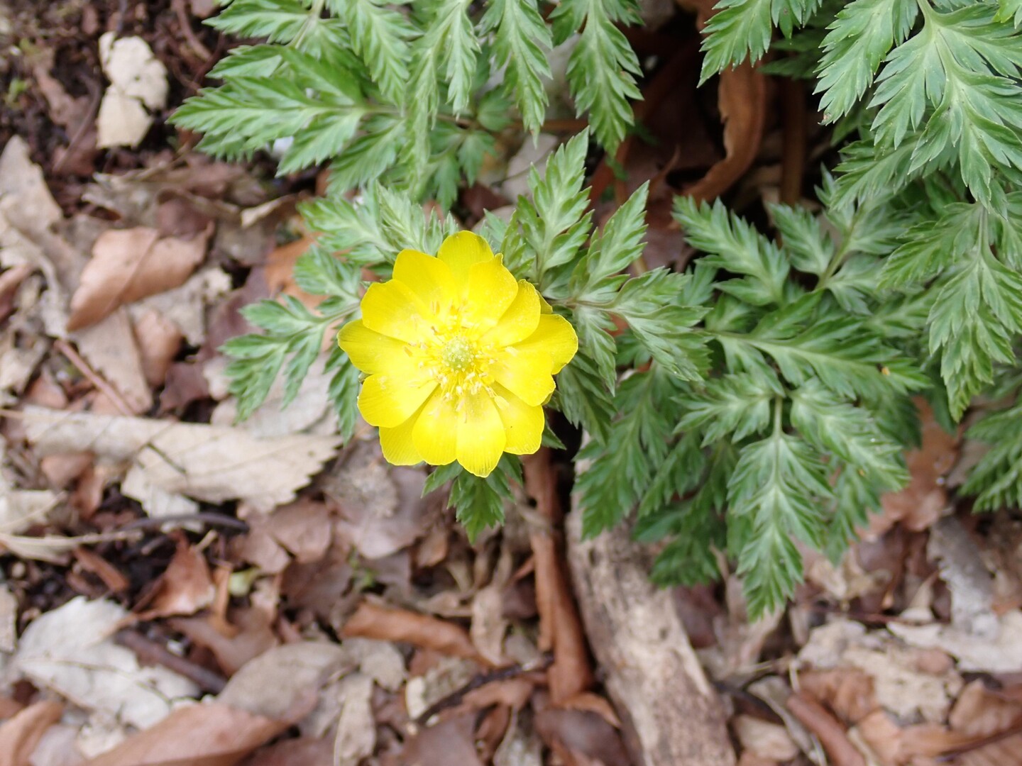 久連子岳・岩宇土山 / S.nekoさんの岩宇土山・白鳥山・銚子笠の活動データ | YAMAP / ヤマップ