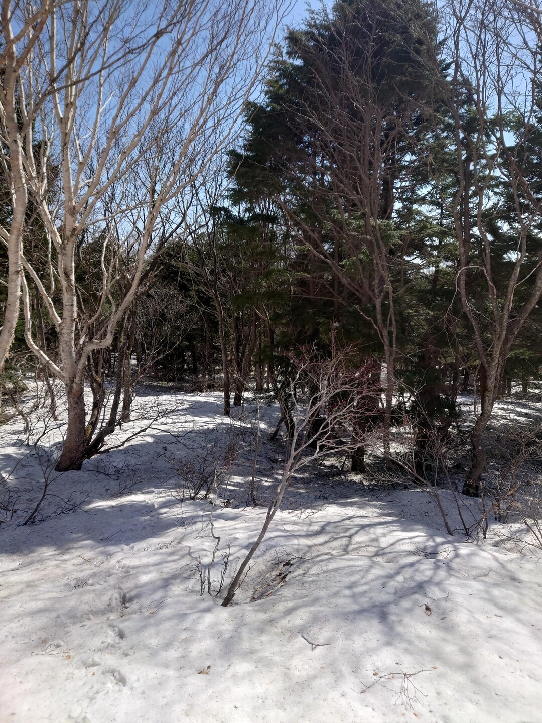 ☆WHITE FOX彡さんの投稿したフィールドメモ | YAMAP / ヤマップ