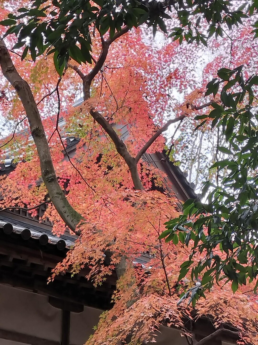 ぼちぼちお山の紅葉も終わる頃ですね。 で... / PIRO と ｱｻｻさんのモーメント | YAMAP / ヤマップ