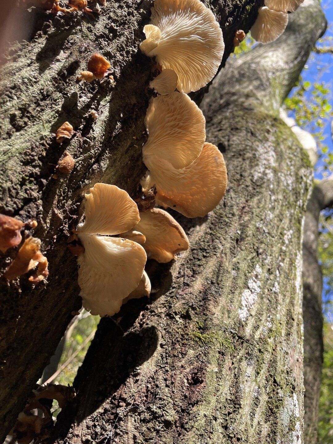 鈴鹿の上高地へ キノコ採り🍄 ナメコ... / ISOさんのモーメント | YAMAP / ヤマップ