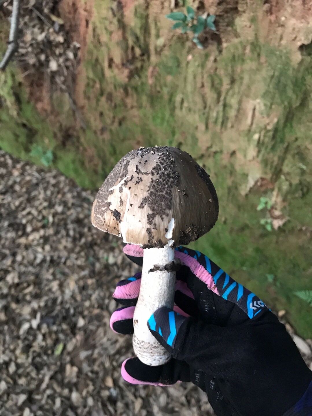 雁回山、ある一点を除けば秀峰 / tunepswさんの白山・大岳・雄岳の活動データ | YAMAP / ヤマップ