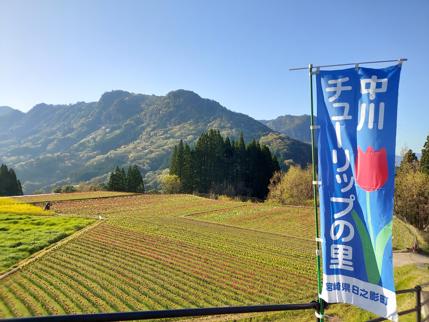 日之影町、中川チューリップの里🌷 早... / derainandreさんのモーメント | YAMAP / ヤマップ