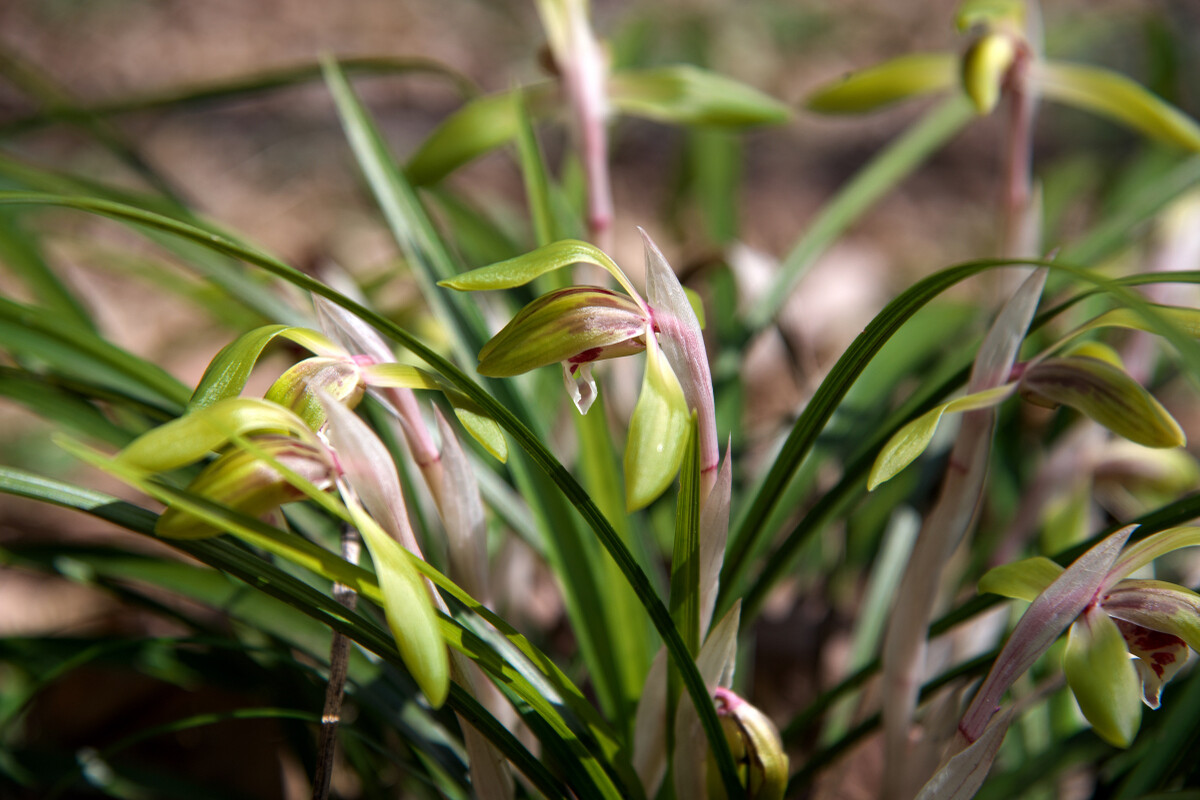 2022-03-24 都立野川公園「自然観察園」にて / J-Blueさんのウォーキングの活動データ | YAMAP / ヤマップ