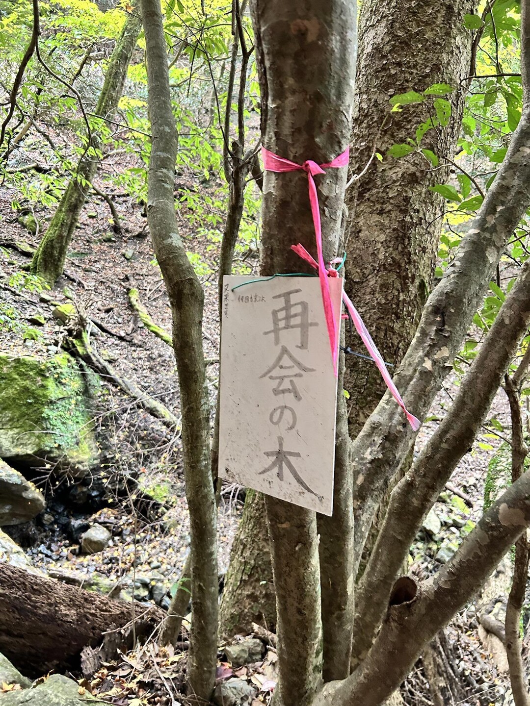 古処山 / M@YUMIさんの古処山・屏山・馬見山・江川岳の活動データ | YAMAP / ヤマップ