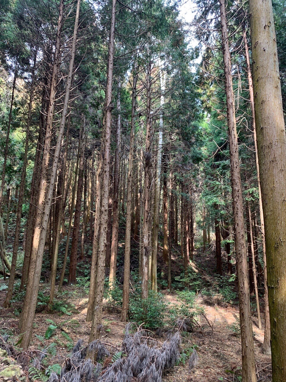 Sachi103さんの投稿したフィールドメモ | YAMAP / ヤマップ