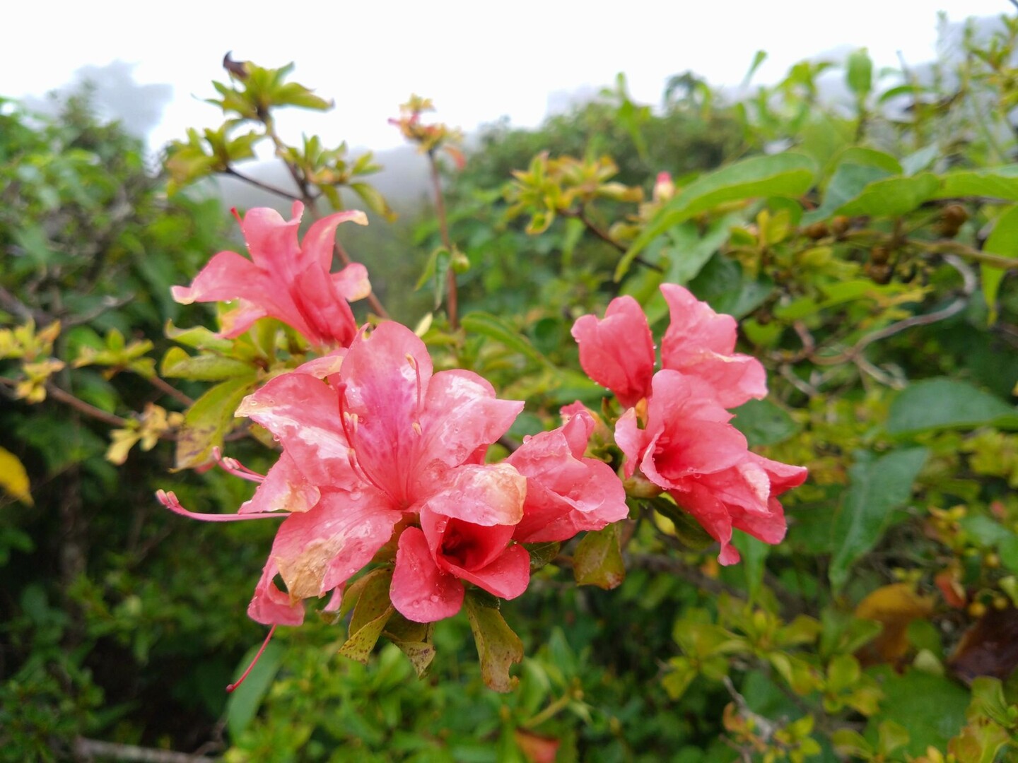 高柴山 / kuru−ruさんの高柴山の活動データ | YAMAP / ヤマップ