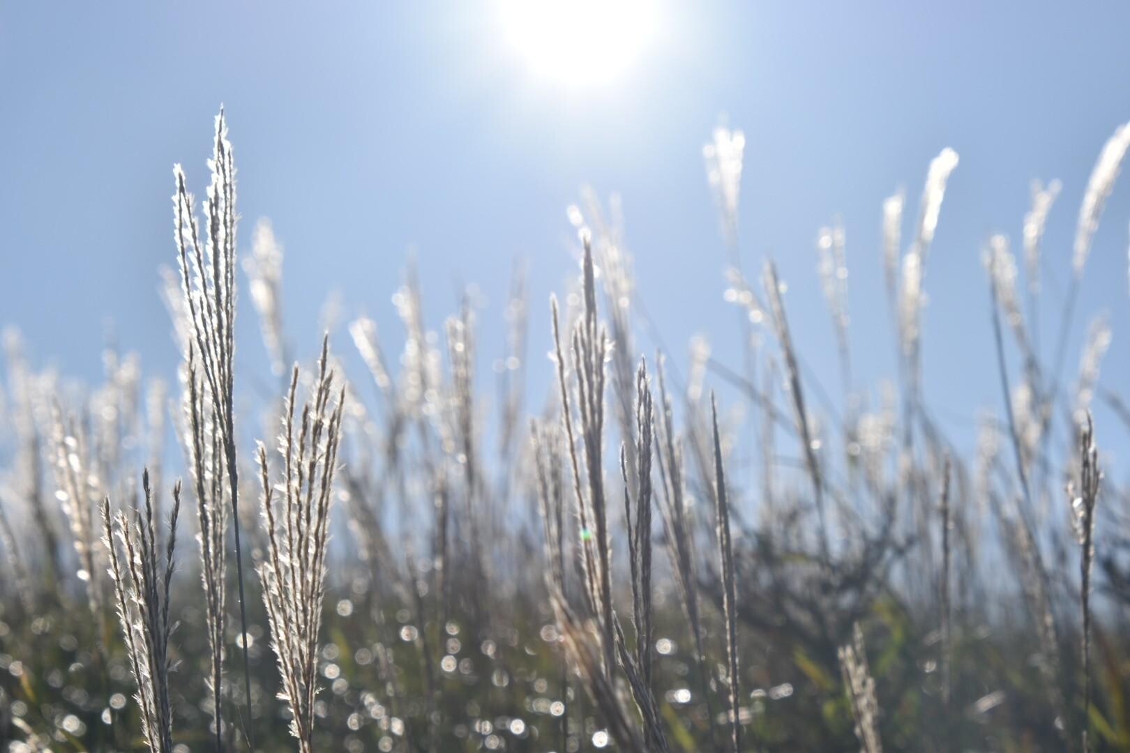 ご褒美はおあずけ…霧ヶ峰・蝶々深山 / Y-Yuccaさんの霧ヶ峰・車山・大笹峰の活動データ | YAMAP / ヤマップ