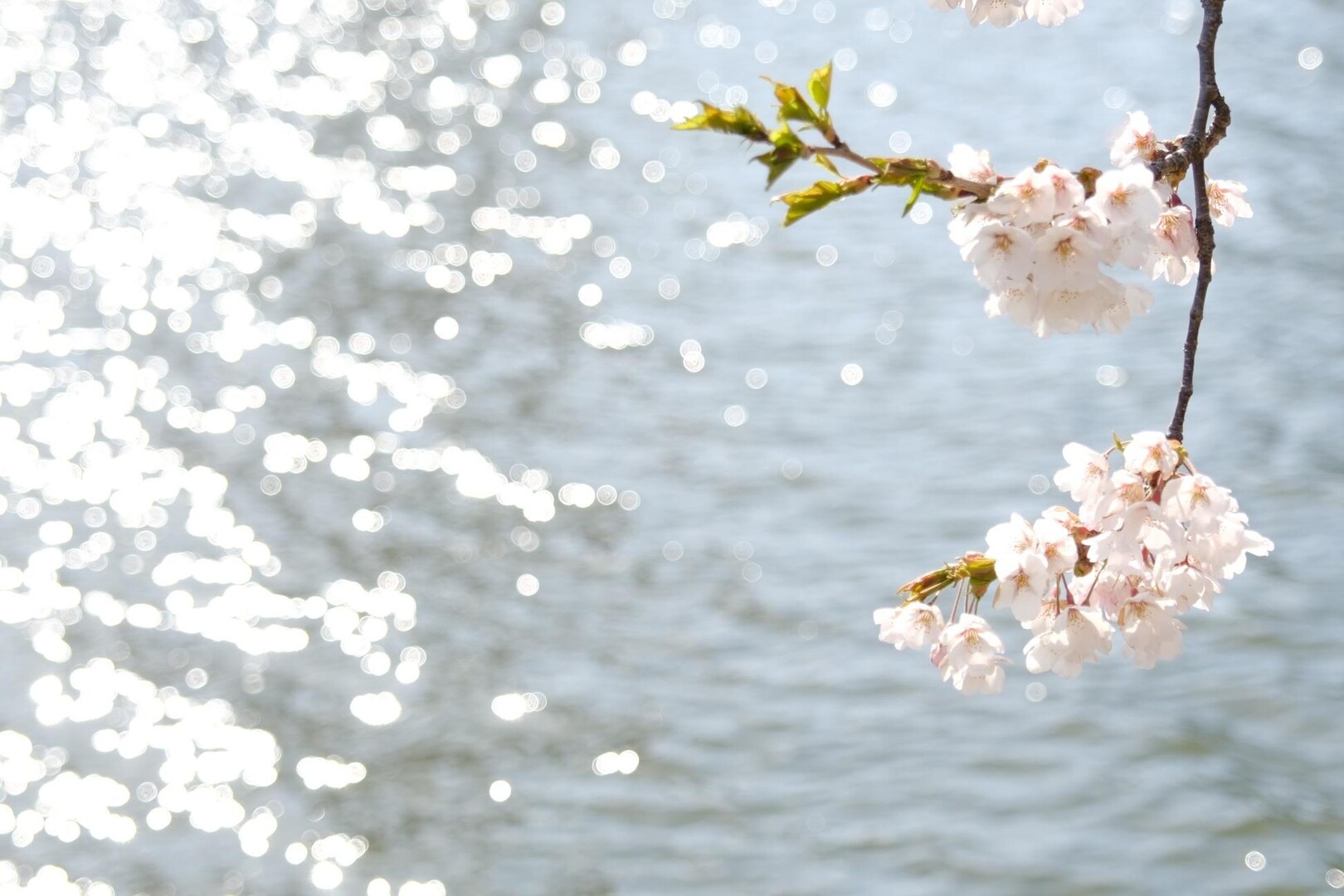 北海道の春です .*˚ 寒かったり暖か... / a---koさんのモーメント | YAMAP / ヤマップ