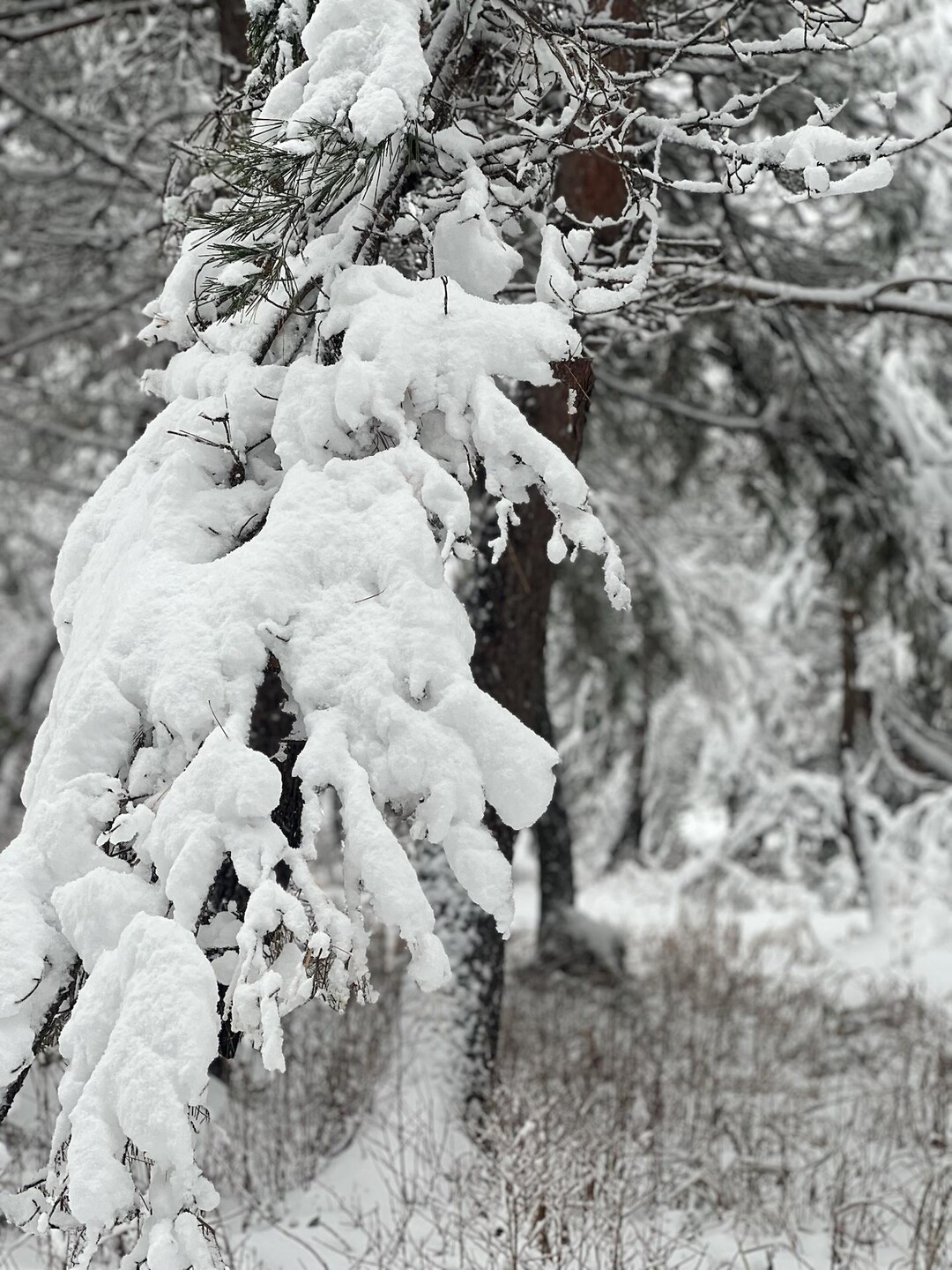 雪遊び ️ とうとう雪がつもったから、... / りえさんのモーメント | YAMAP / ヤマップ