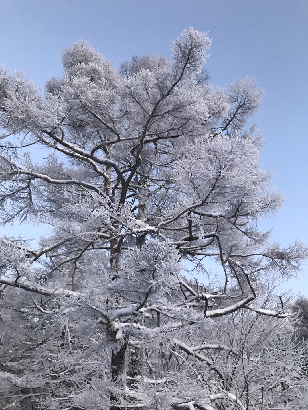 蓼科山 / Okaさんのランニングの活動データ | YAMAP / ヤマップ