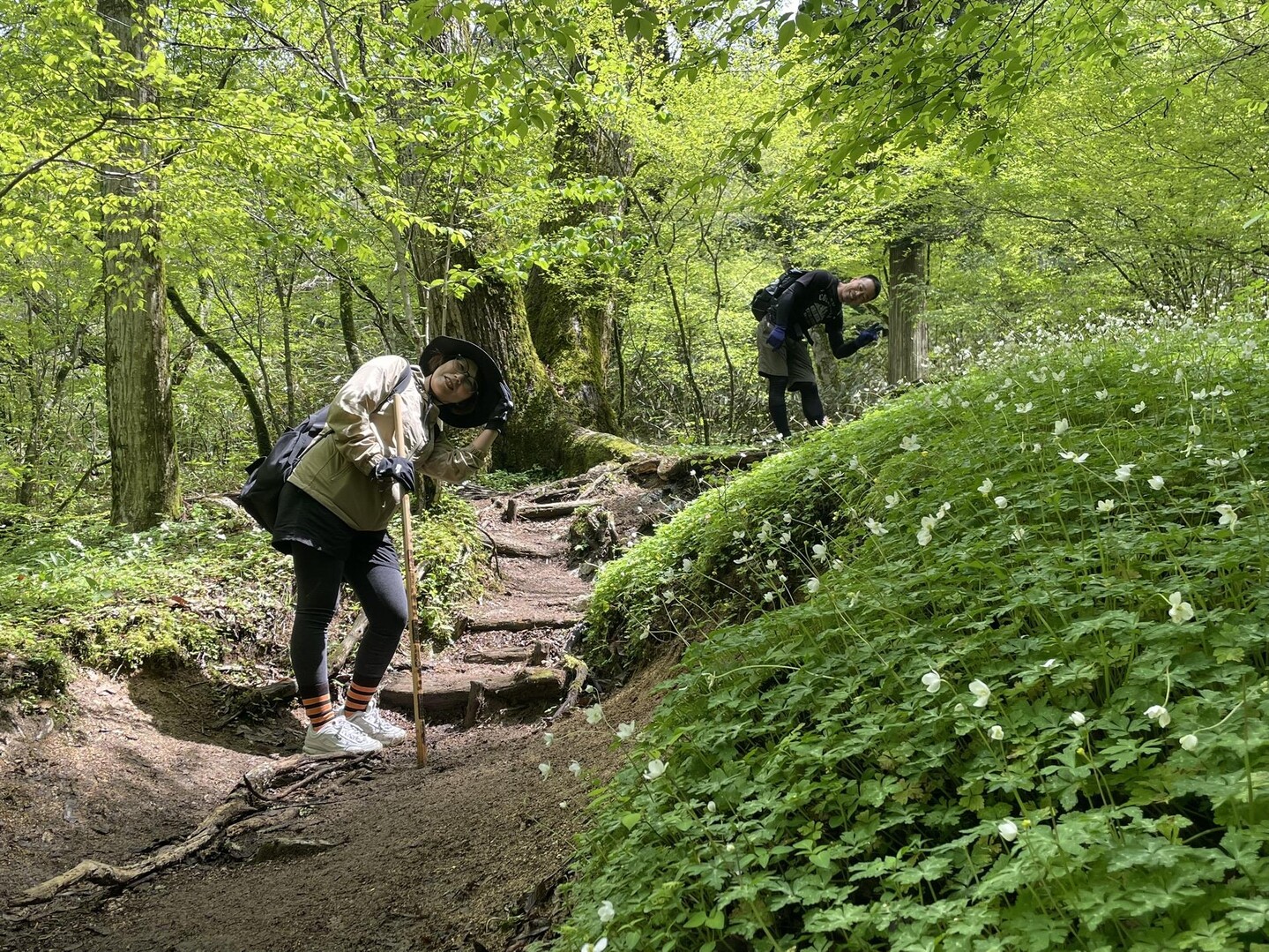 職場の仲間とカトラ谷 終わりかけのニリンソウ / do-kichiさんの金剛山・二上山・大和葛城山の活動データ | YAMAP / ヤマップ