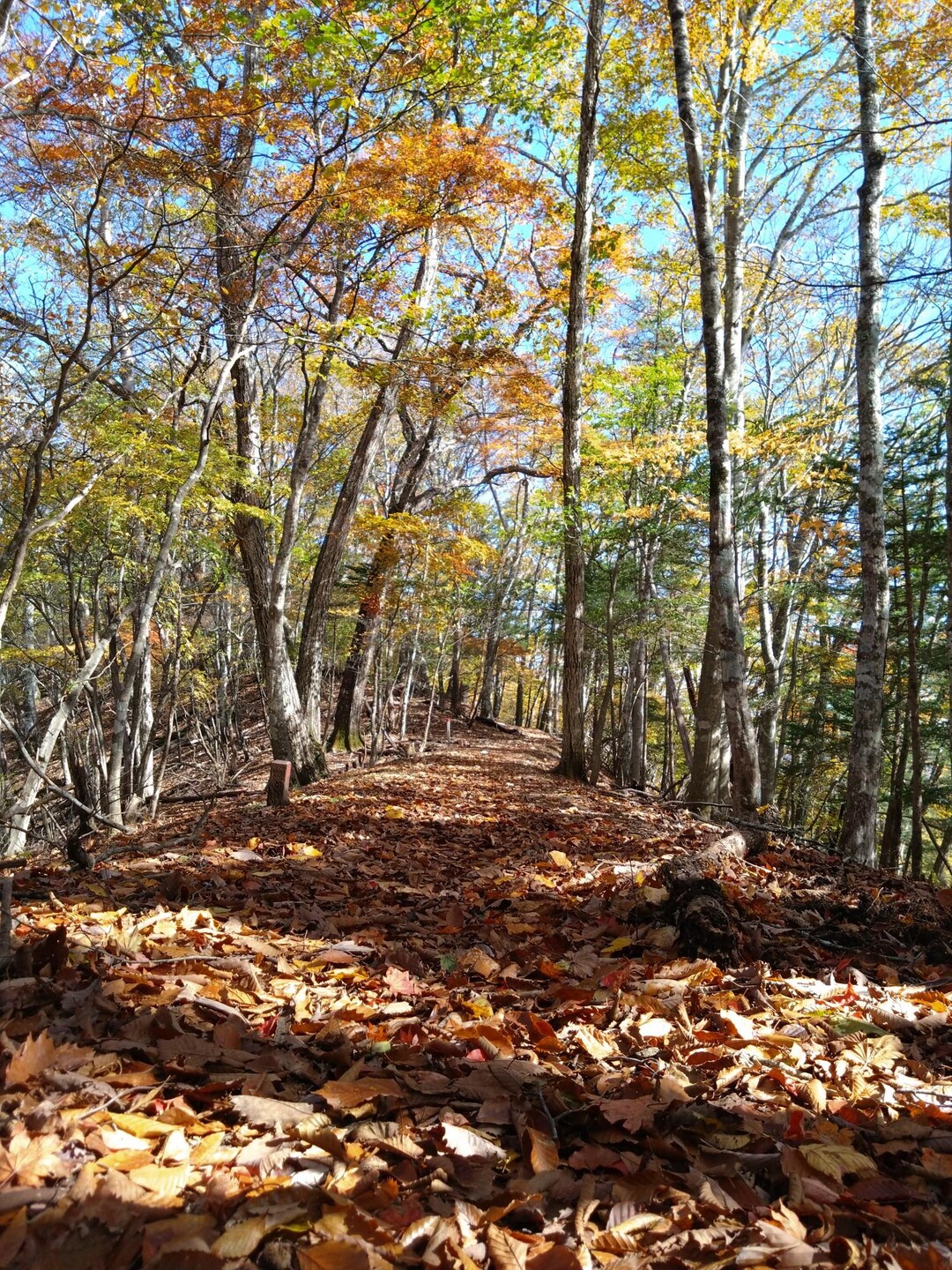 牛ノ寝通り🍁 / Nagaさんの大菩薩嶺・鶏冠山・大マテイ山の活動データ | YAMAP / ヤマップ