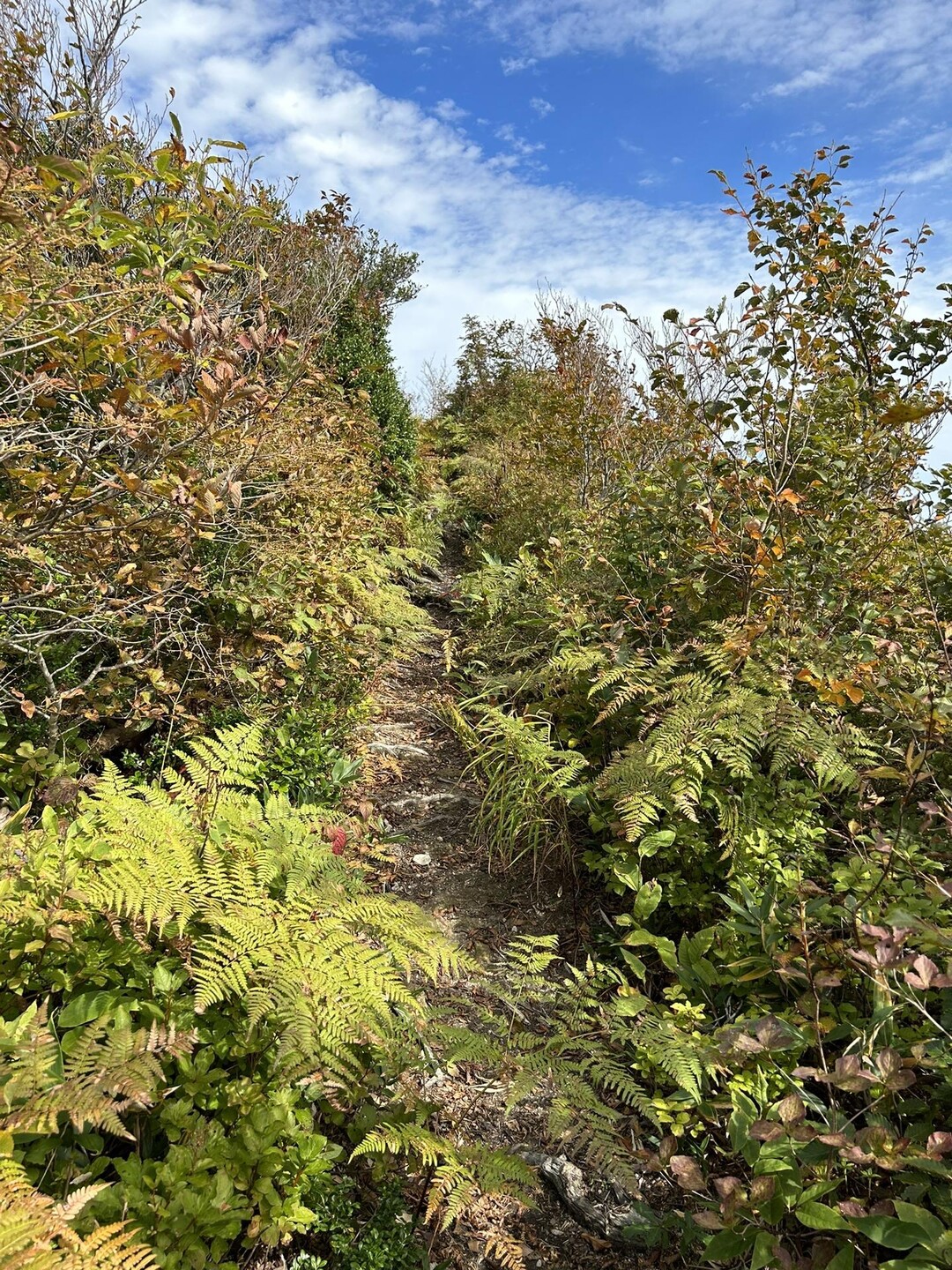 火燈山・小倉谷山・富士写ヶ岳 / godeyeさんの富士写ヶ岳・小倉谷山・火燈山の活動データ | YAMAP / ヤマップ