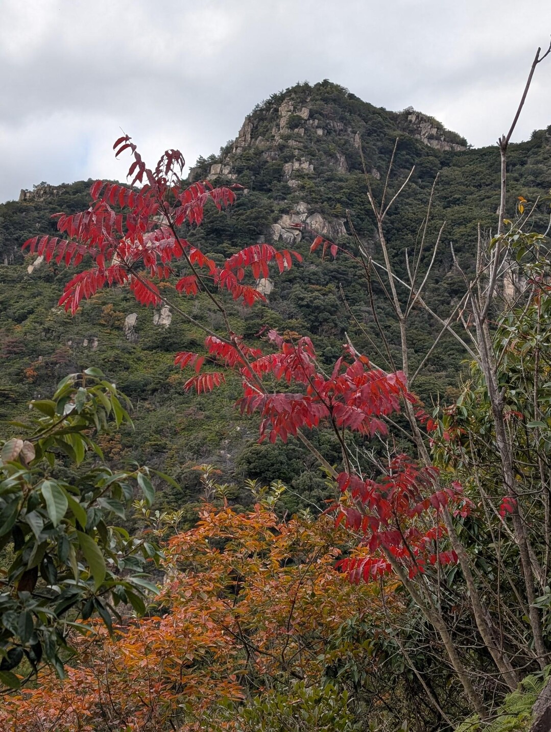 右田ヶ岳 コーフィーセット Ver.2.0 / りーかなさんの右田ヶ岳・西目山・楞厳寺山の活動データ | YAMAP / ヤマップ