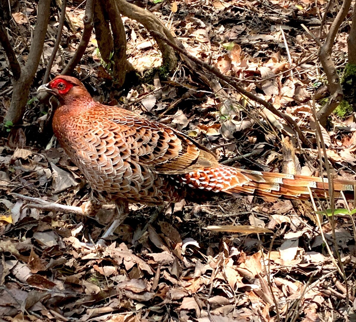 『戸牧尾根』近くでも一杯楽しめる🤗 / AOCHIさんの豊岡市 西部の活動データ | YAMAP / ヤマップ
