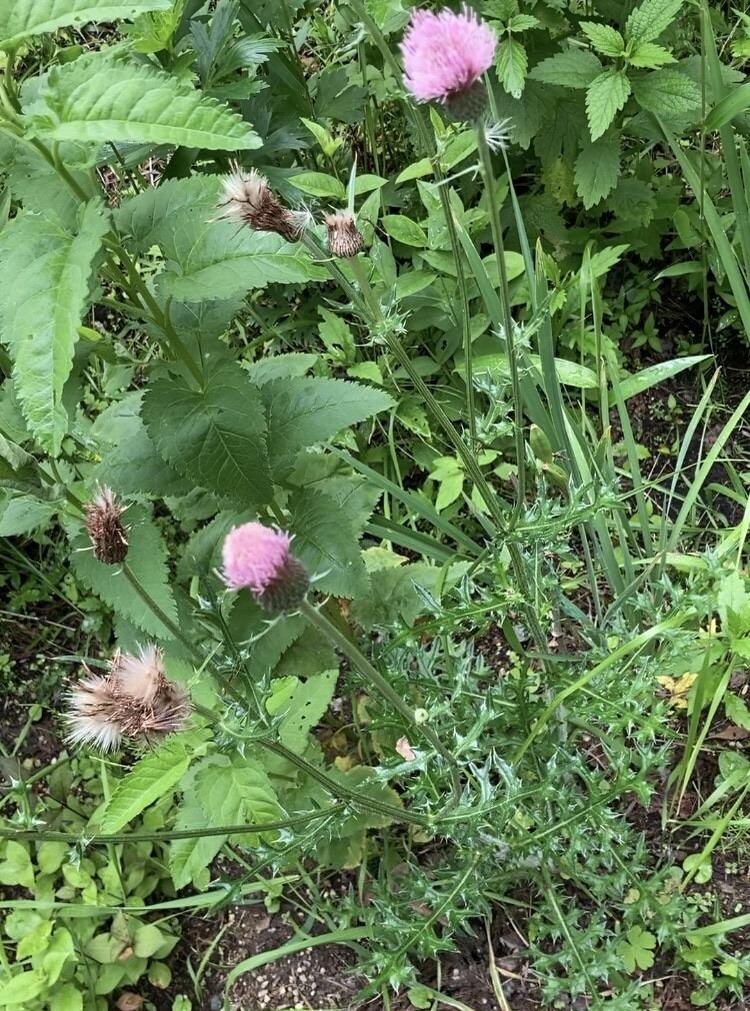 ちょいお久しぶりの野草園。 ベニ バ... / Hanamamさんのモーメント | YAMAP / ヤマップ